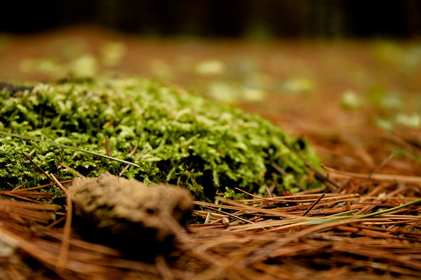 Home - SubliminalPhotography